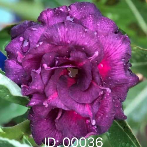 Grafted Adenium with Vietnamese Name: Thúy Hòa - ID: 00036 | Sunny ...