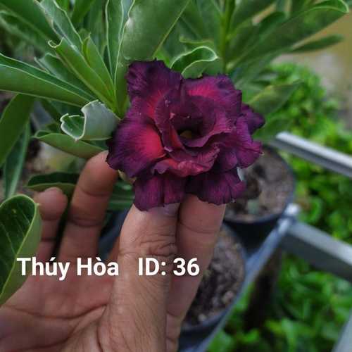 Grafted Adenium with Vietnamese Name: Thúy Hòa - ID: 00036 | Sunny ...
